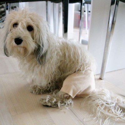 DIY Dog Boxer Shorts | Creative Pink Butterfly