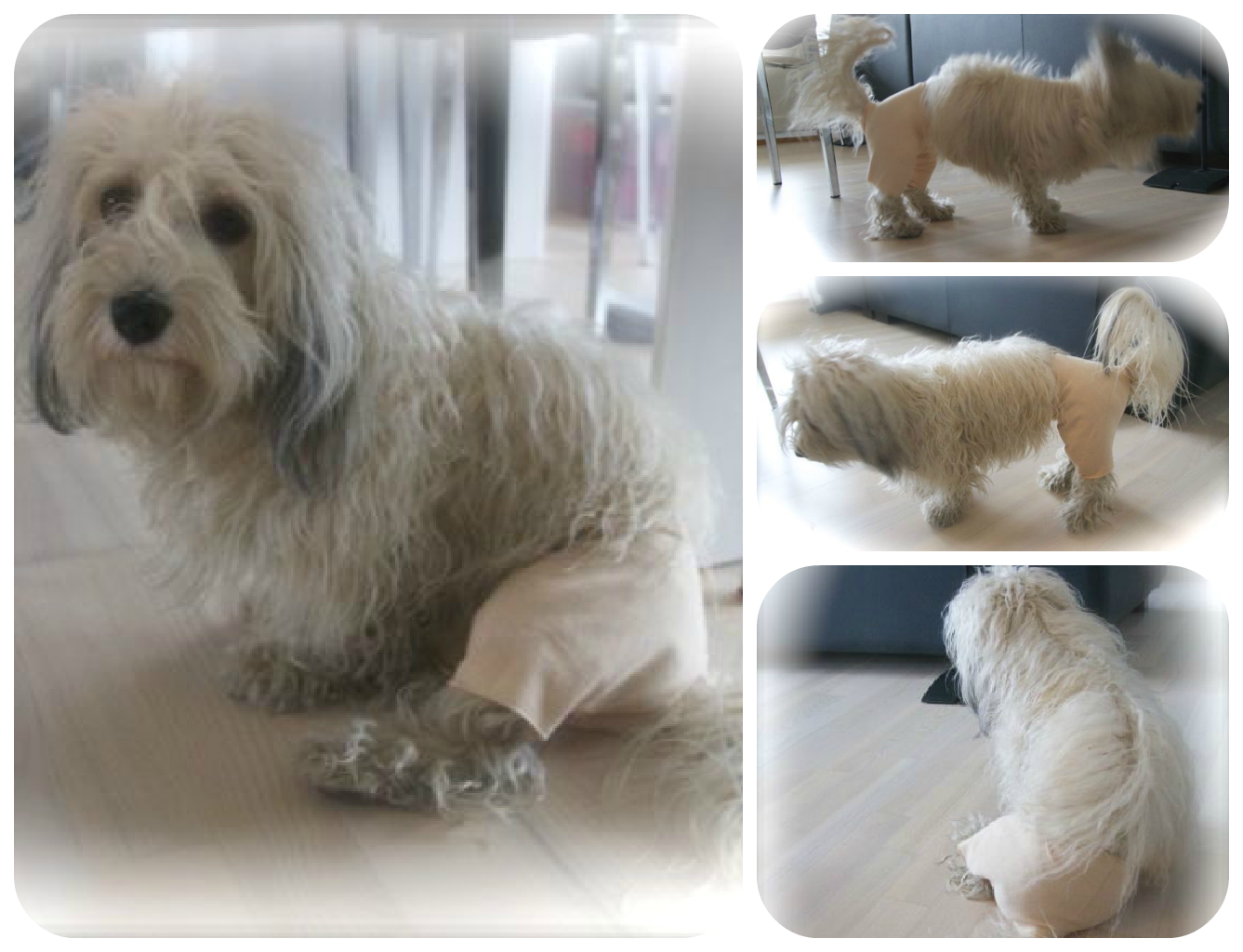 DIY Dog Boxer Shorts | Creative Pink Butterfly